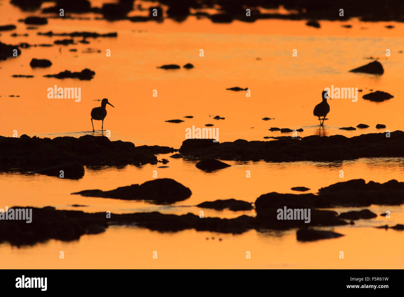 Shorebirds silhouetted at sunset Stock Photo - Alamy
