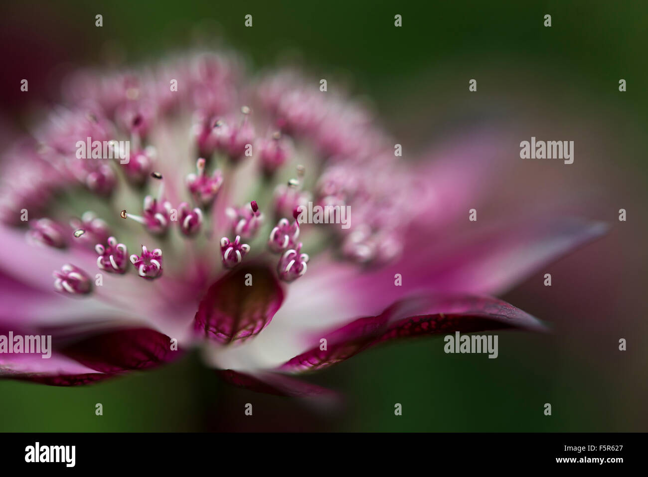 Soft red flower hi-res stock photography and images - Alamy