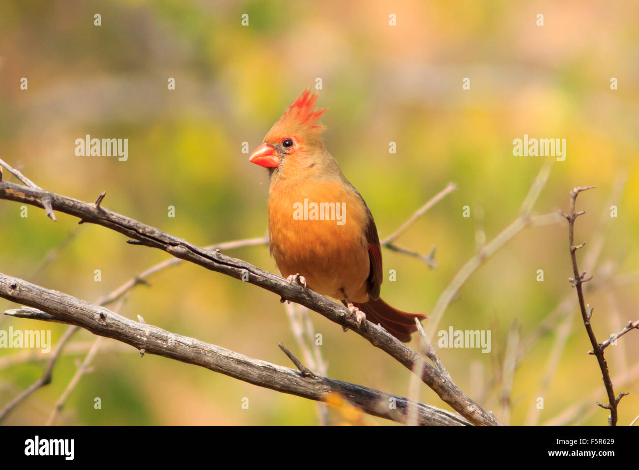 Female Cardinal on Perch Stock Photo - Alamy