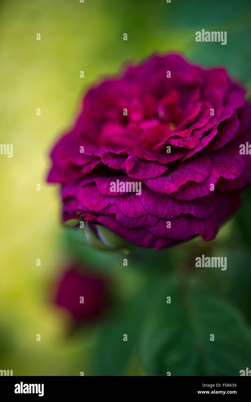A deep burgundy rose seen in close up with soft green and yellow ...