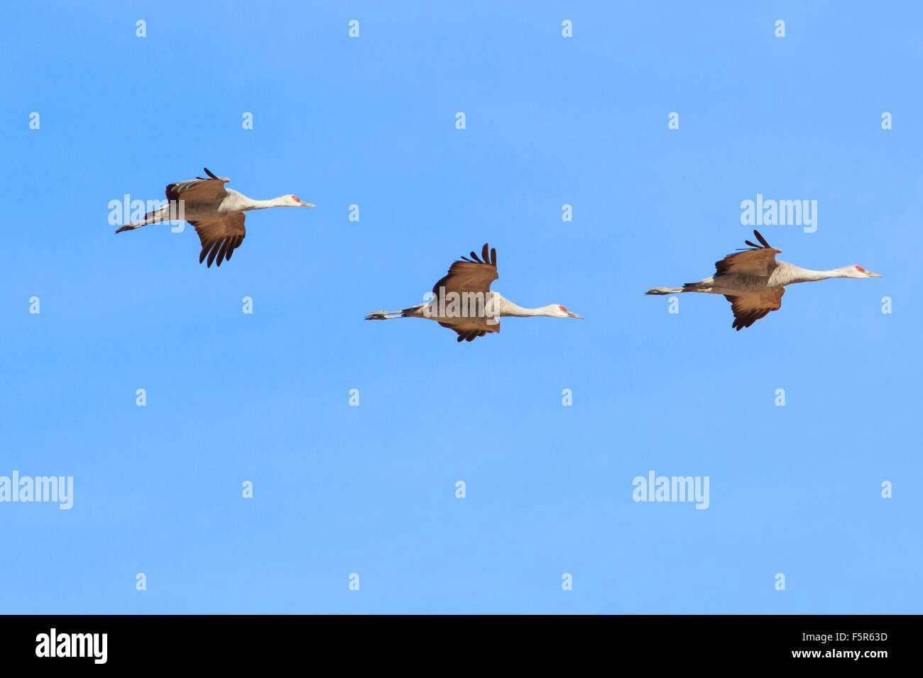 Three Sandhill Cranes Flying Stock Photo - Alamy