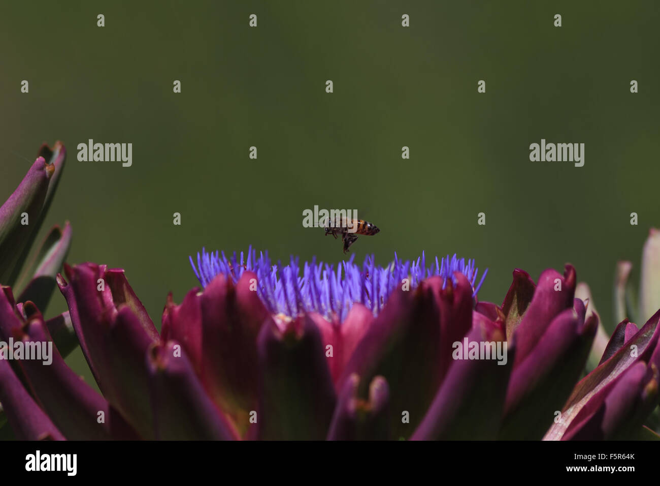 Bee hovering over flower hi-res stock photography and images - Alamy