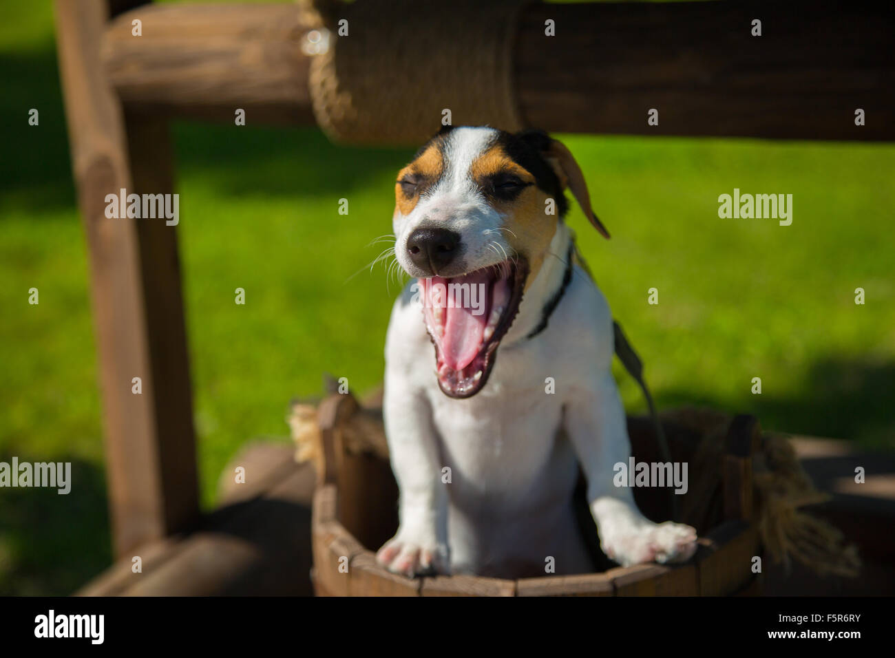 Funny little dog Jack Russell Terrier yawns Stock Photo - Alamy