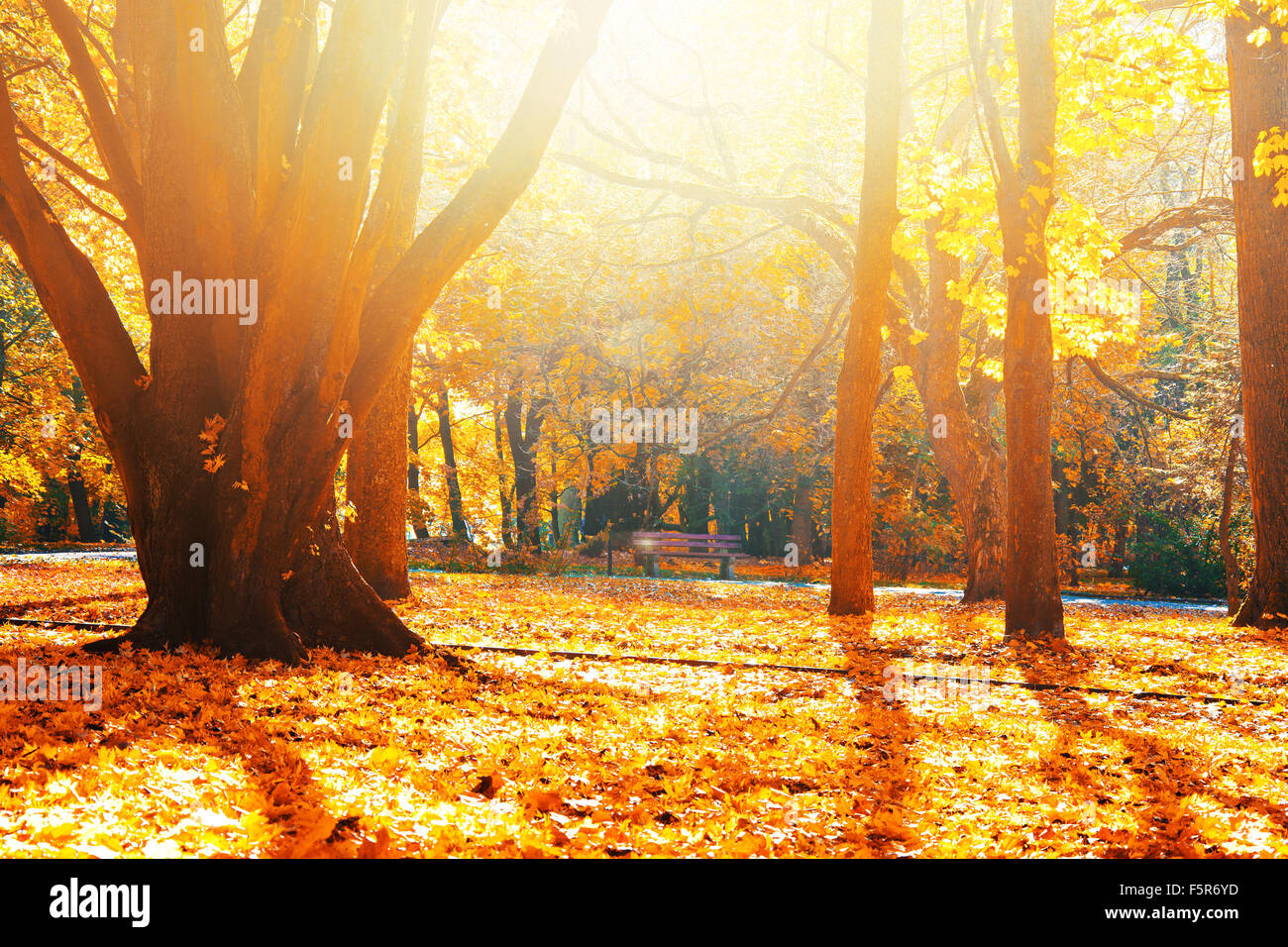 Autumn scenery. Beautiful gold fall in park Stock Photo - Alamy