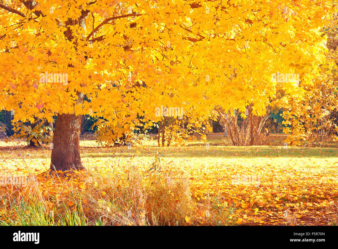 City park in gold fall hi-res stock photography and images - Alamy