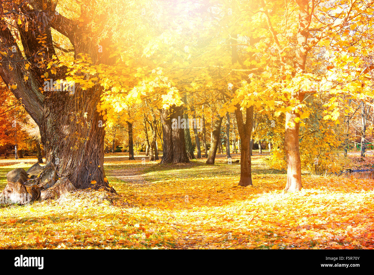 Autumn scenery. Beautiful gold fall in park Stock Photo - Alamy