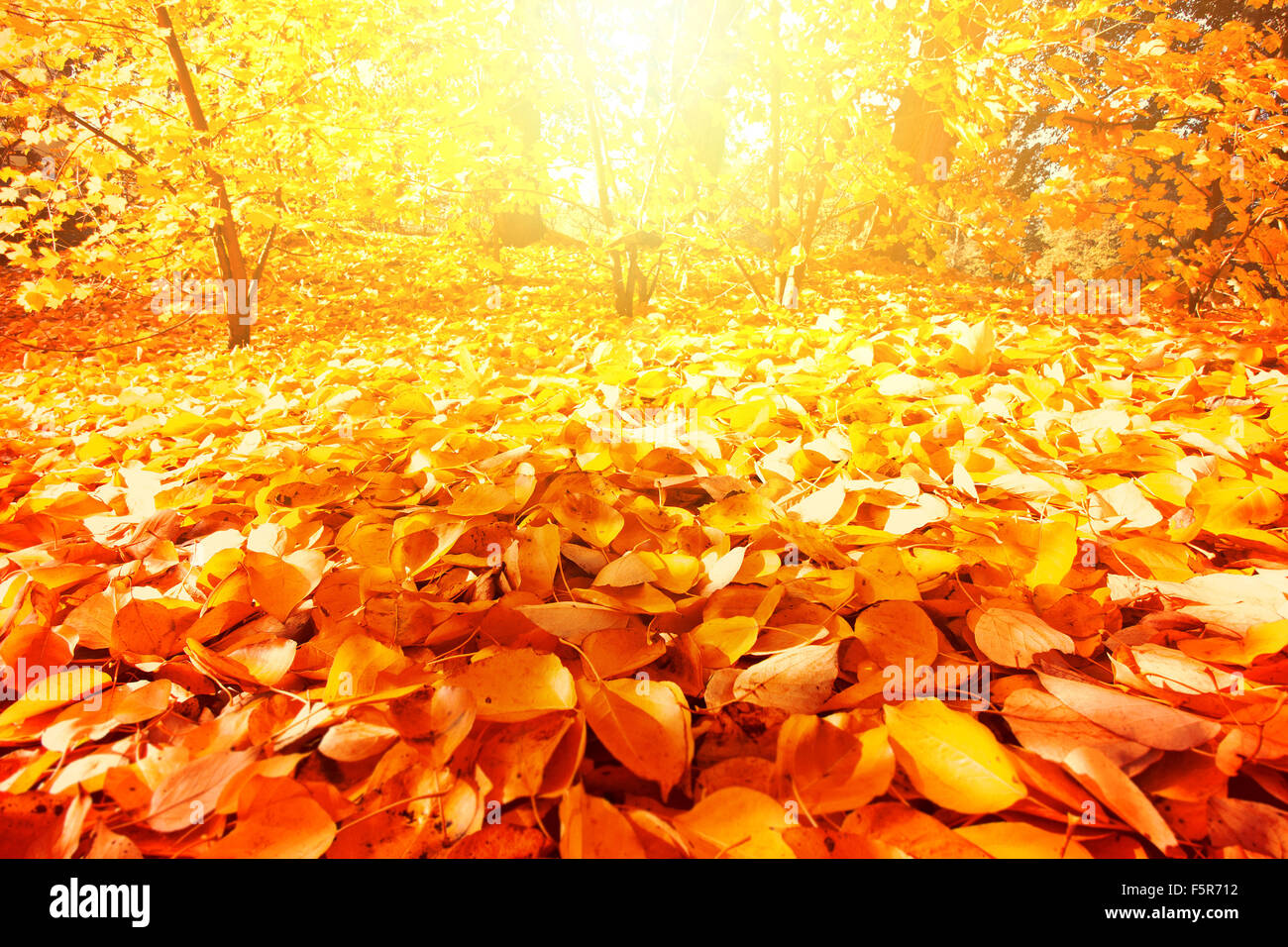 Gold yellow ground hi-res stock photography and images - Alamy