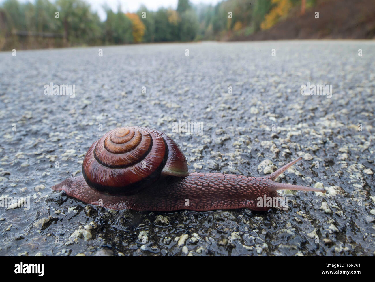 Elkton, Oregon, USA. 8th Nov, 2015. A large Pacific sideband snail ...