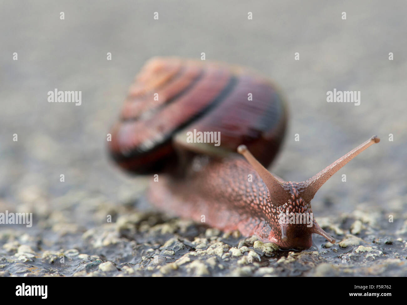 Elkton, Oregon, USA. 8th Nov, 2015. A large Pacific sideband snail ...