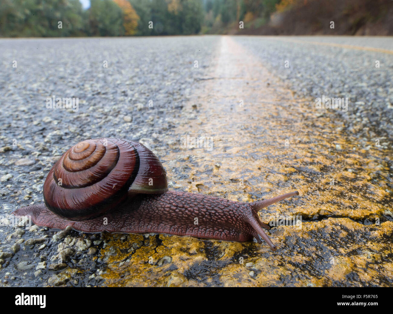 Elkton, Oregon, USA. 8th Nov, 2015. A large Pacific sideband snail ...