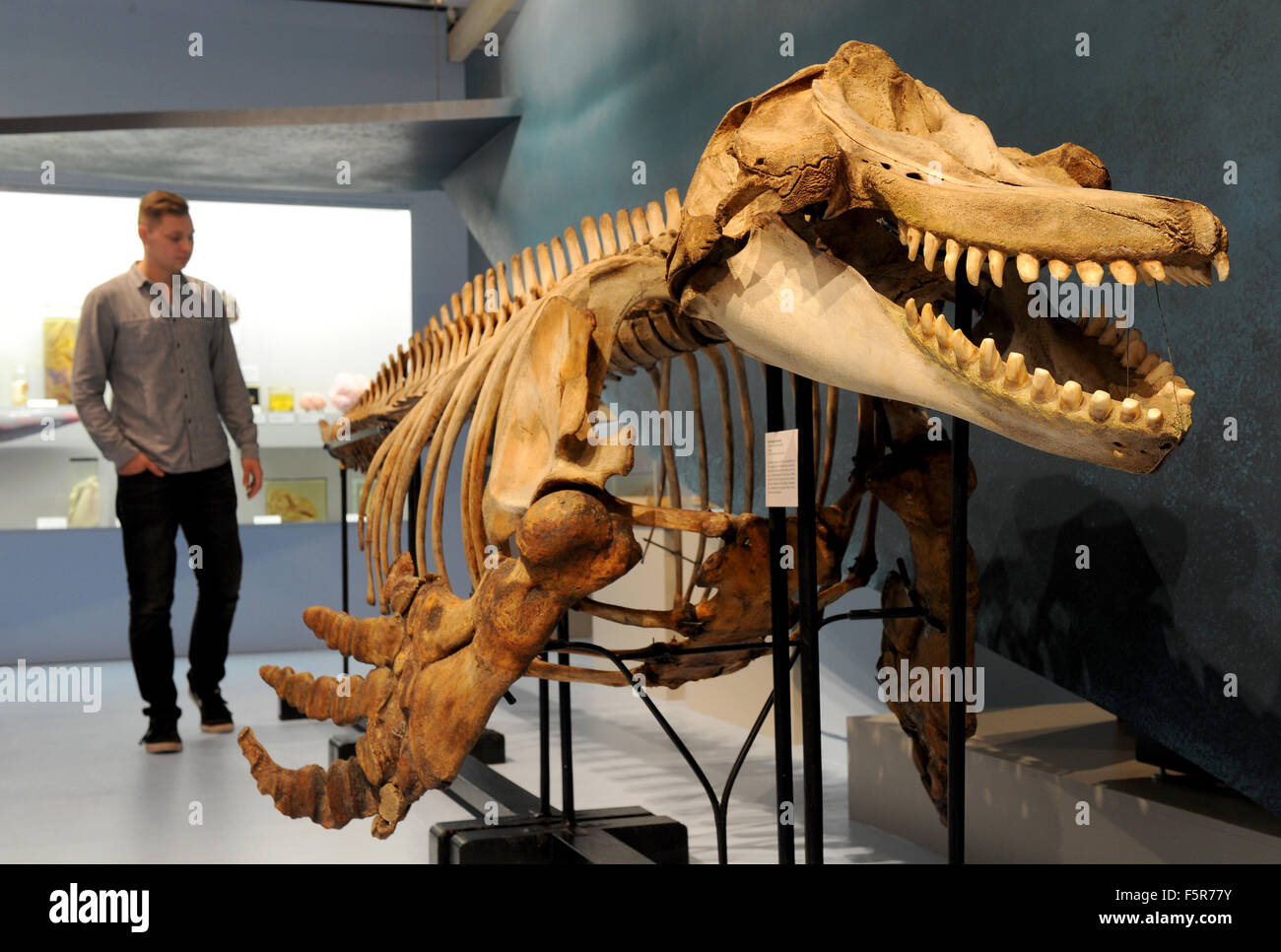 Museum employee Gino looking at a real orca skeleton at the new whales ...