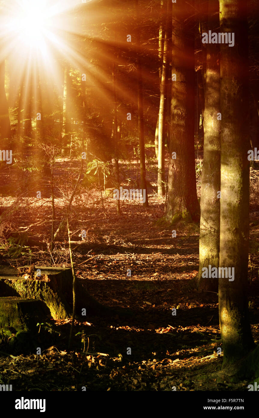 Autumn forest, lit by the sun Stock Photo - Alamy