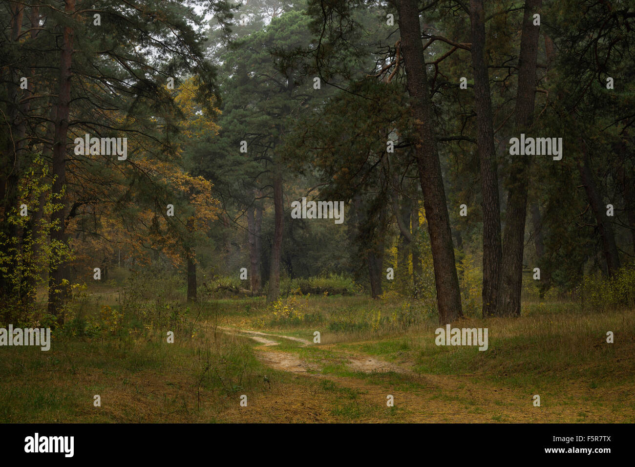 Beautiful morning in autumn forest Stock Photo - Alamy