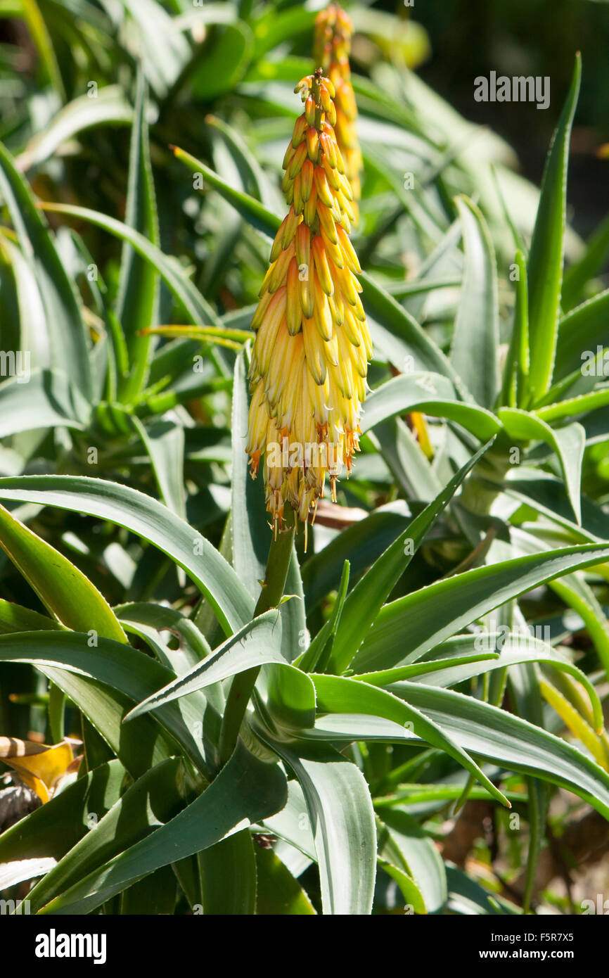 Tubular flowers in the spike of the hardy aloe, Aloiampelos striatulaa ...