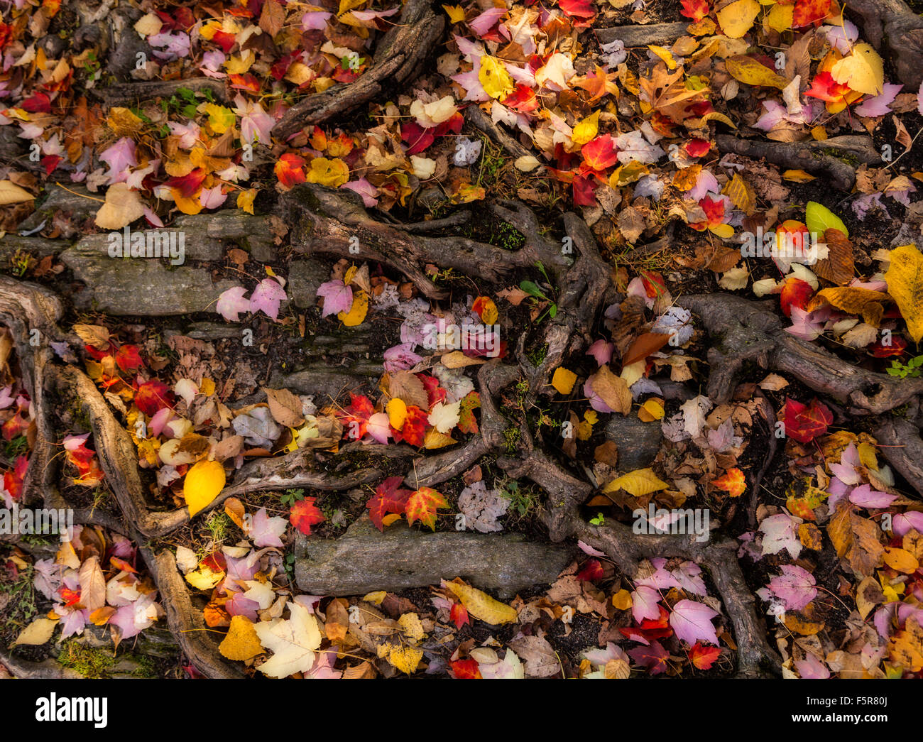 Tangled tree roots hi-res stock photography and images - Alamy