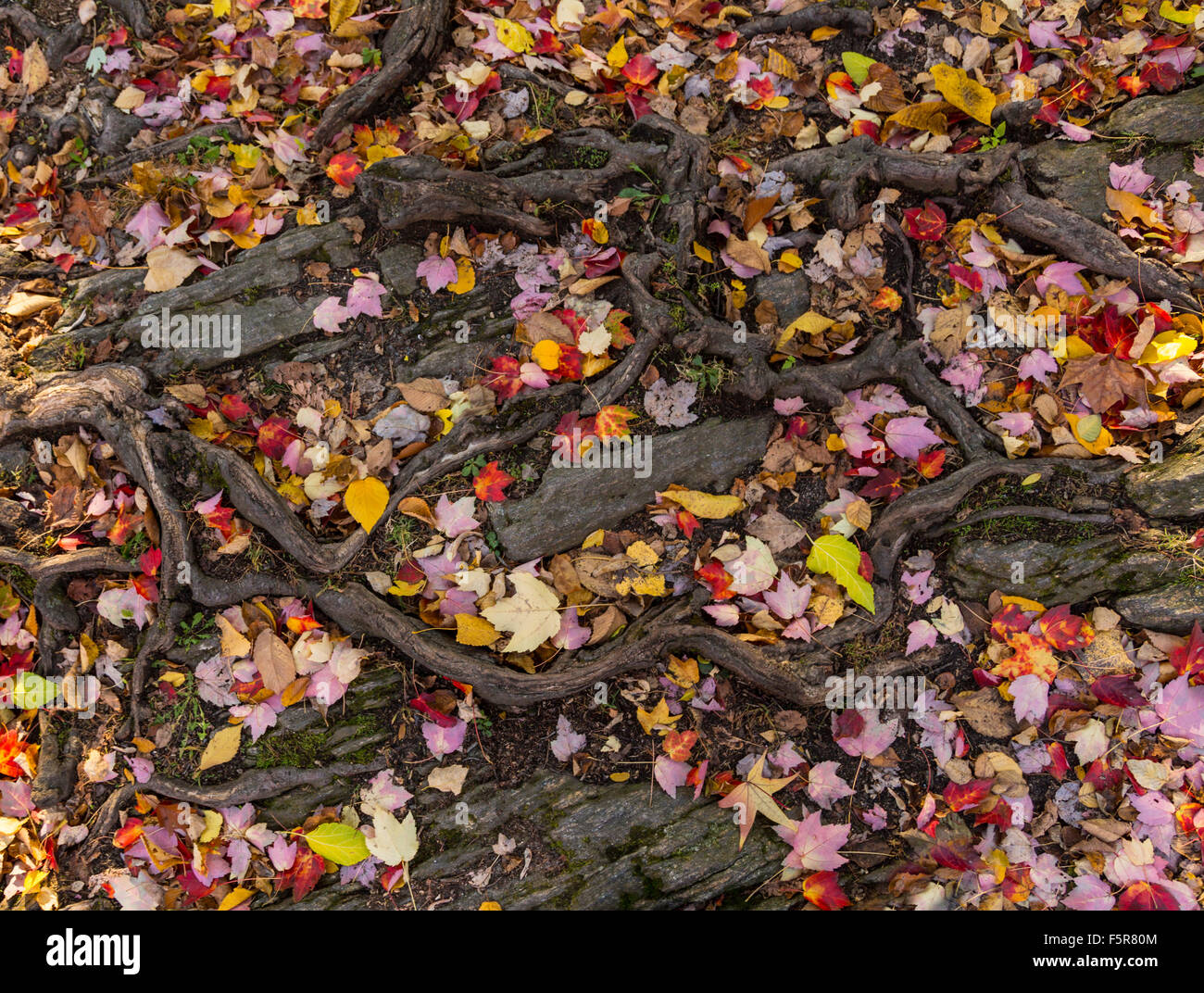 Wonderful pattern of tangled tree roots and fallen autumn leaves ...
