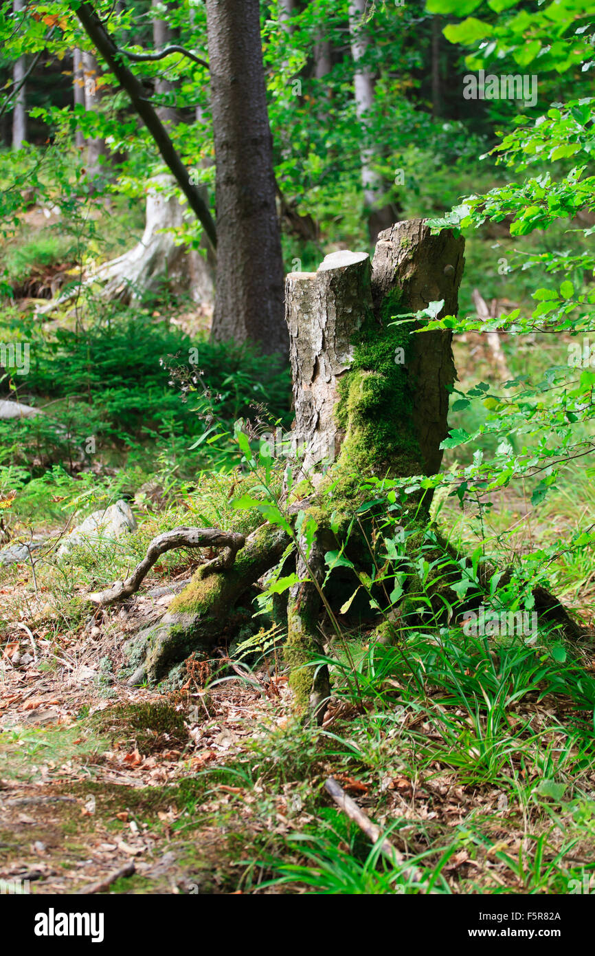 Broken tree in the forest hi-res stock photography and images - Alamy