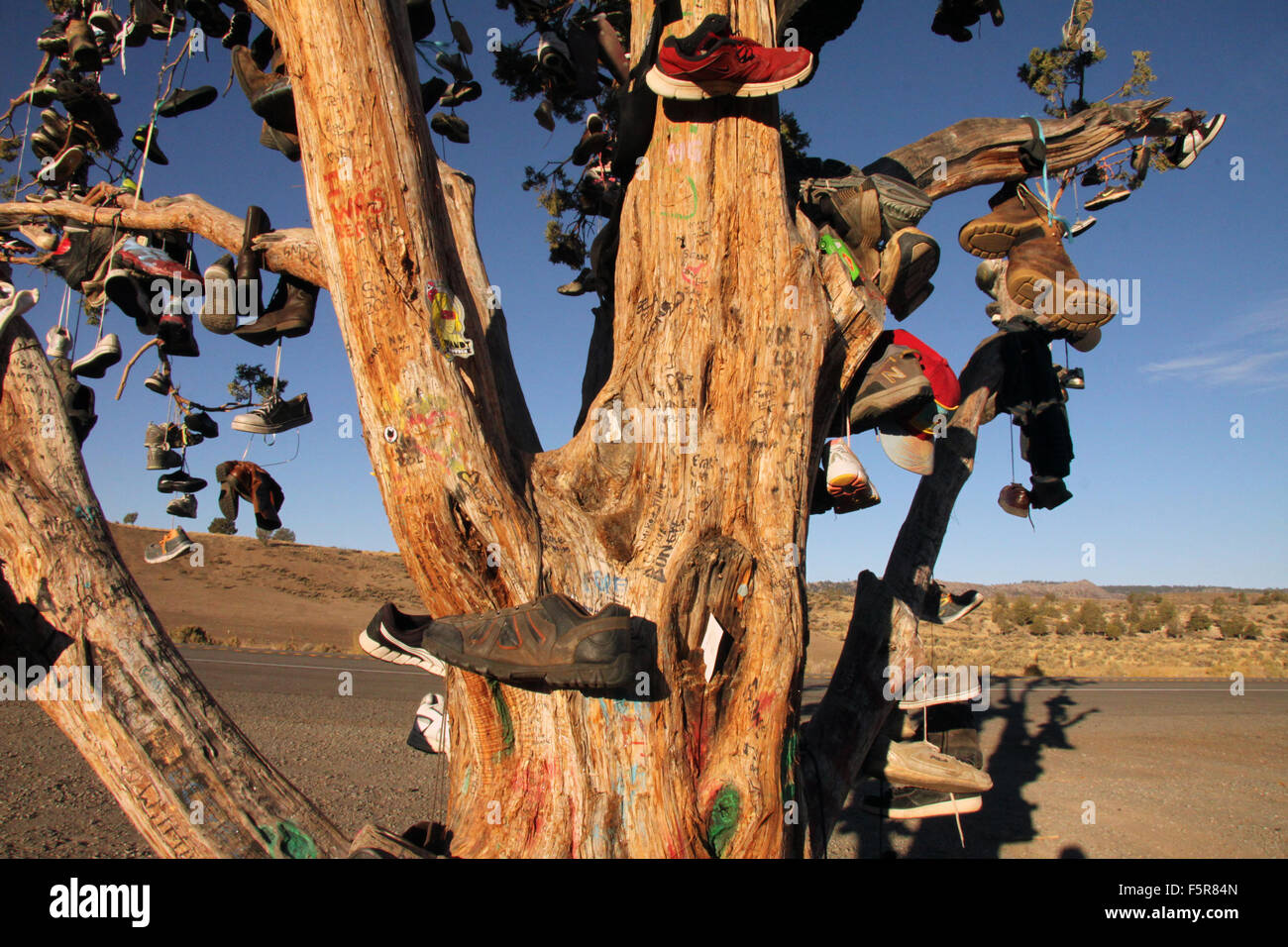 Shoe tree hi-res stock photography and images - Alamy