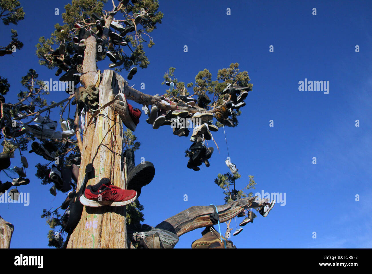 Looking up the trunk of the shoe tree on Highway 395 in California ...