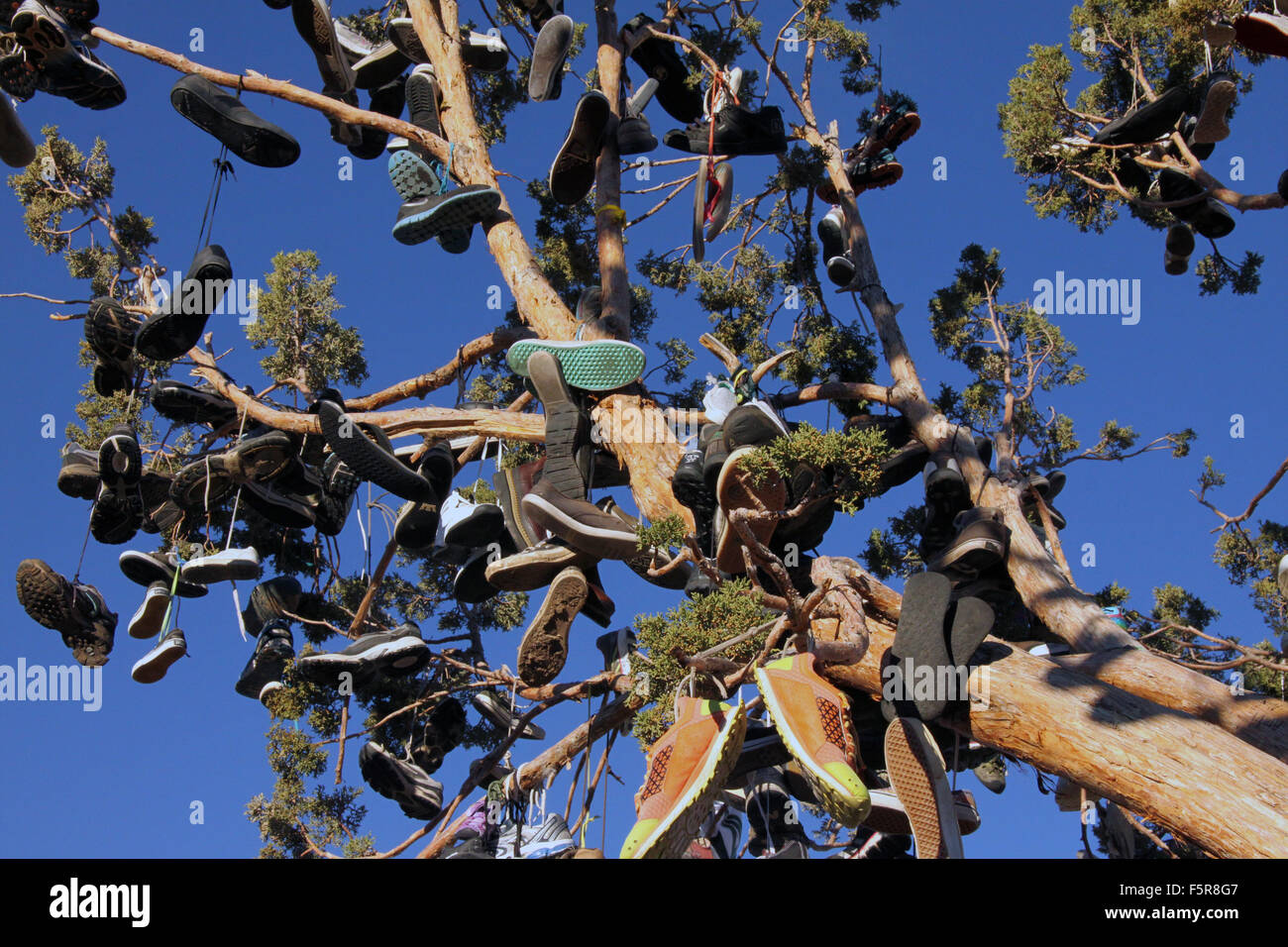 Looking up at the shoe tree where dozens of shoes dangle from the ...