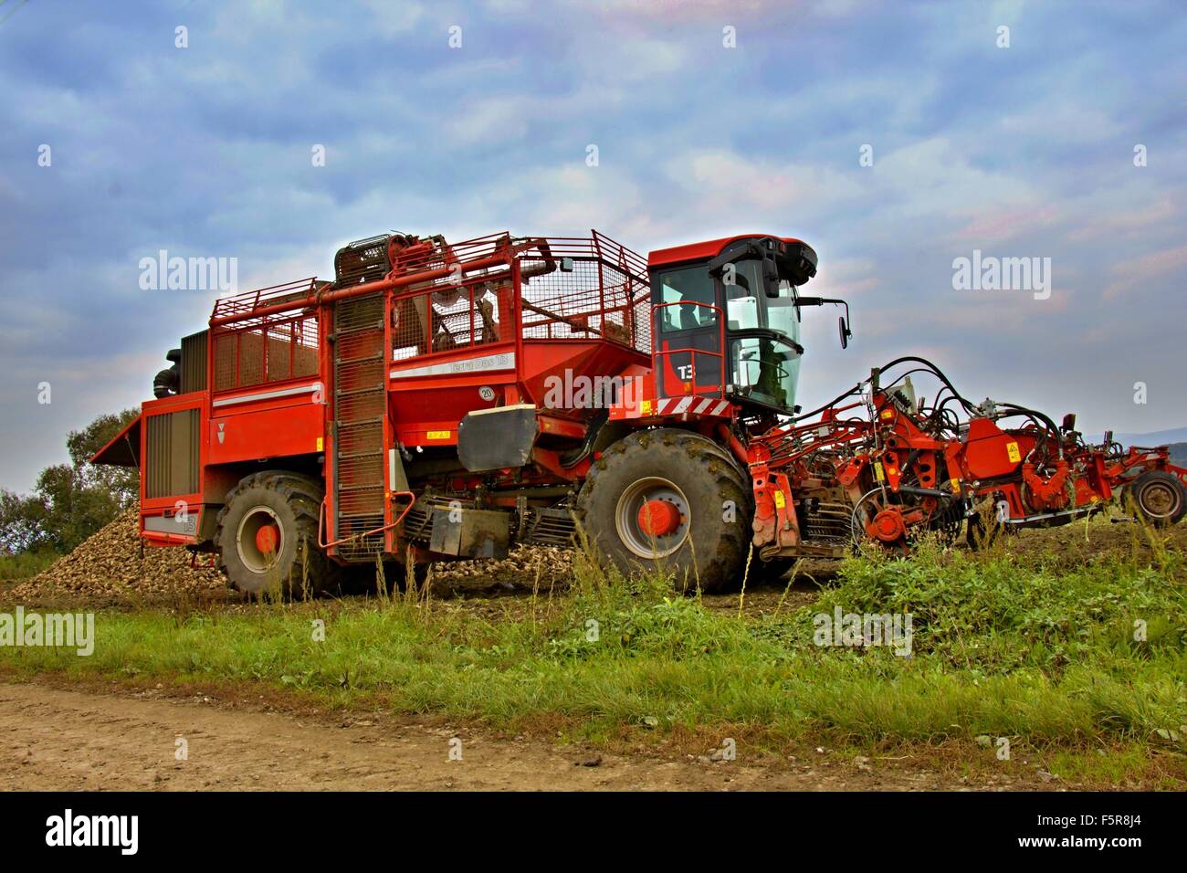 Combine harvesting sugar beets Stock Photo - Alamy