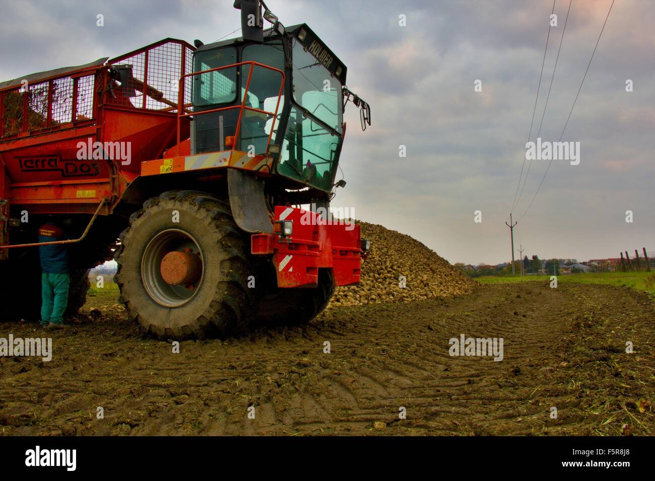 Combine harvesting sugar beets Stock Photo - Alamy