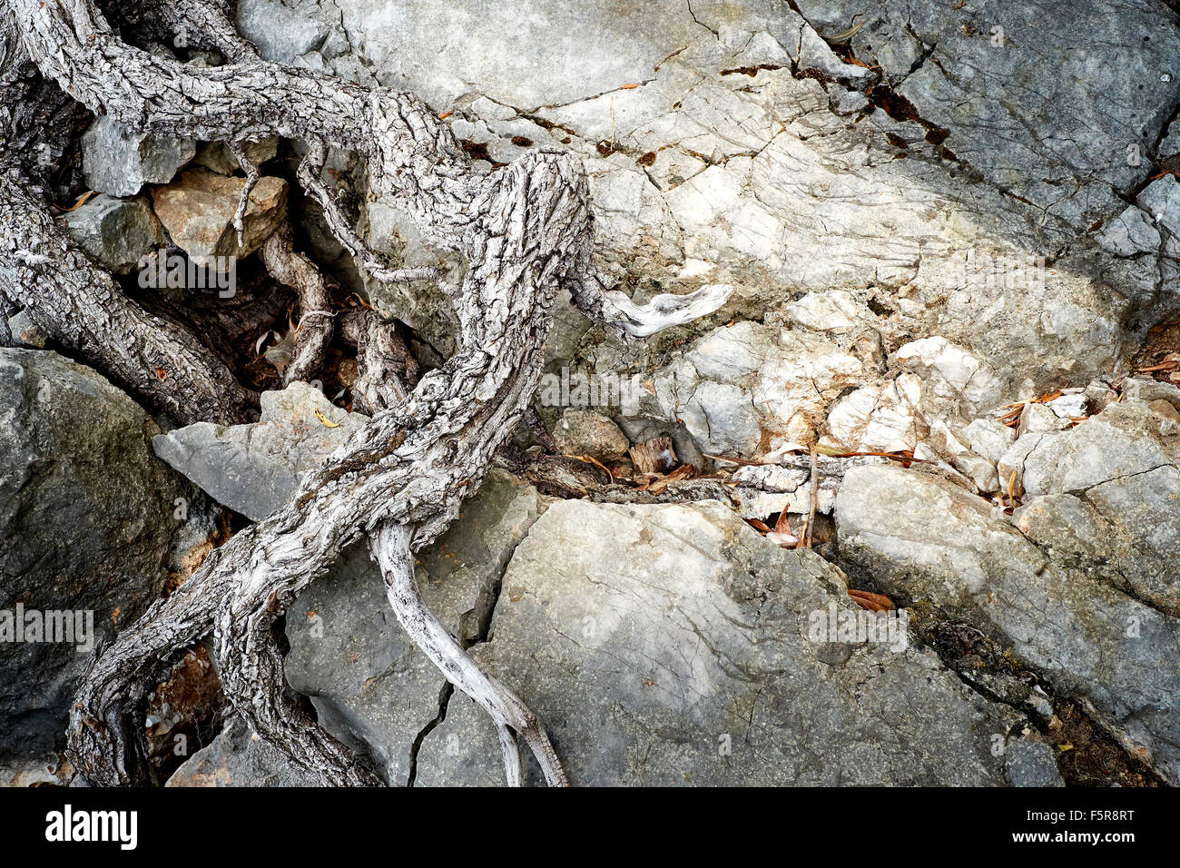 Snake Root Stock Photos & Snake Root Stock Images - Alamy