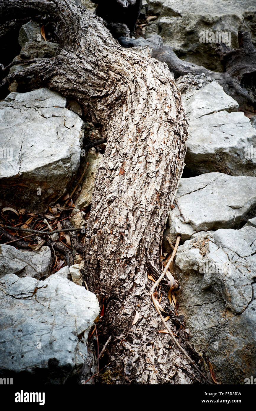 Snake Root Stock Photos & Snake Root Stock Images - Alamy