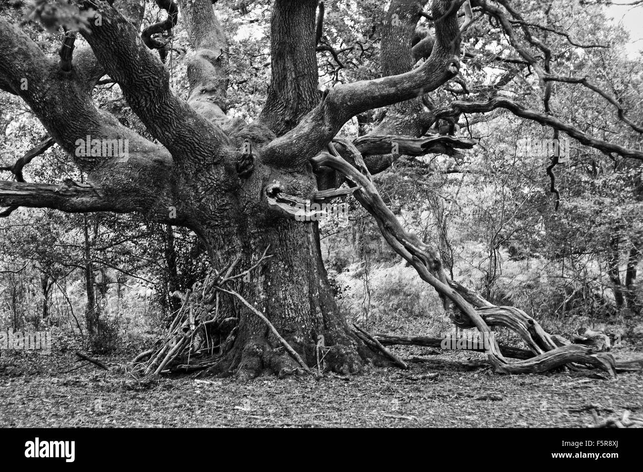 The Ancient Tree Stock Photo - Alamy