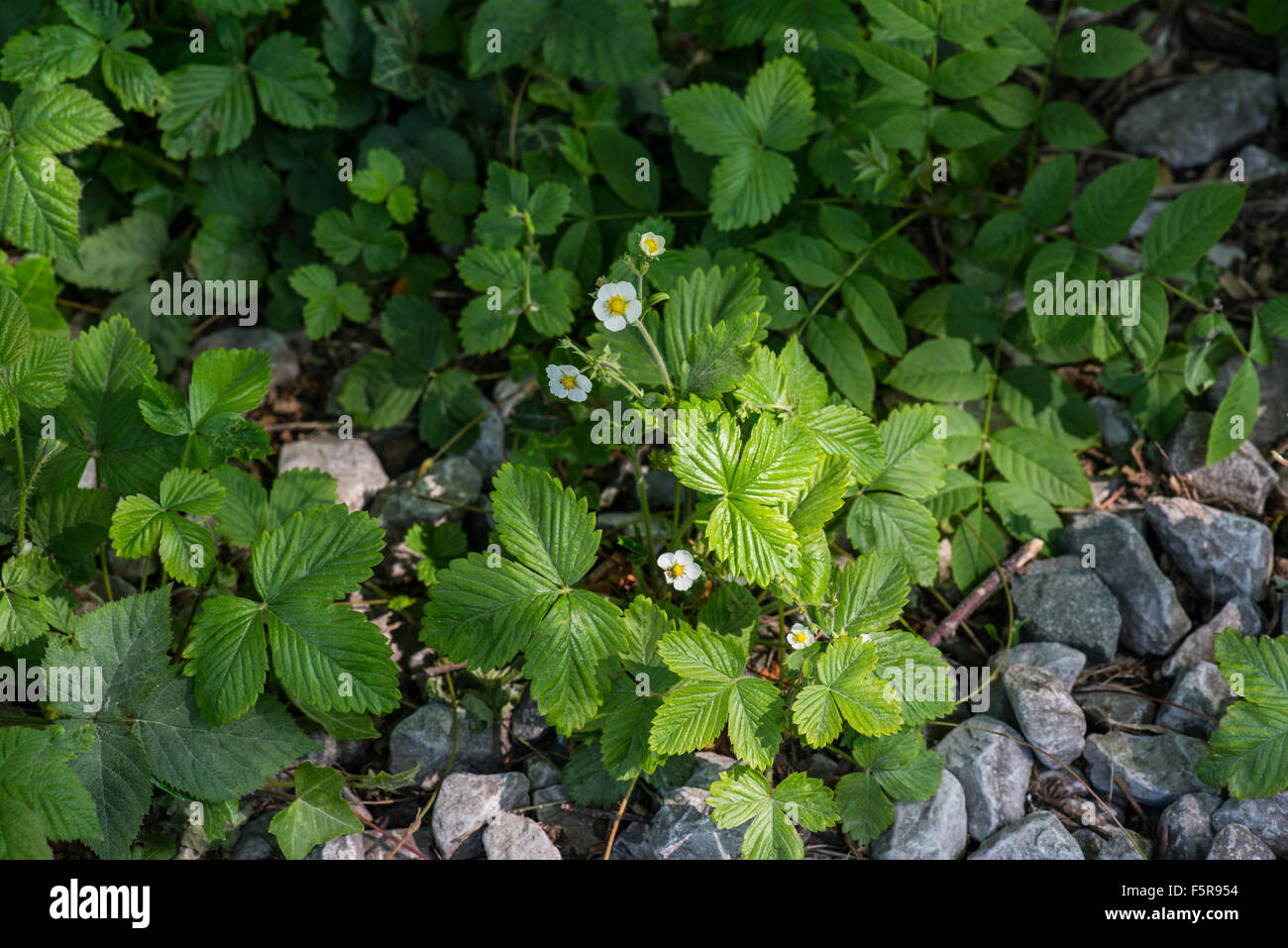 wild strawberry Fragaria vesca in the peak district national park UK ...