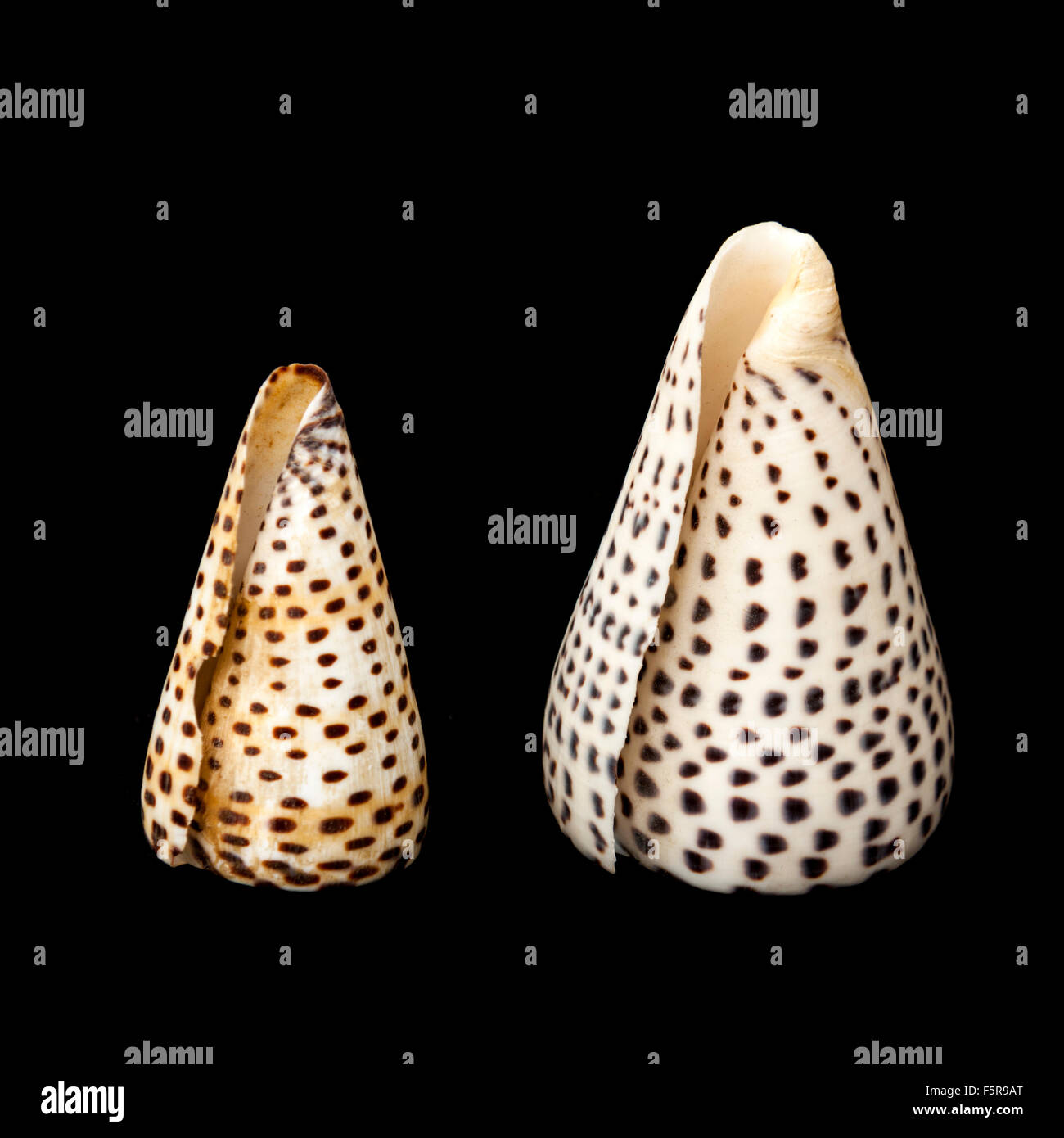 Conical shell hi-res stock photography and images - Alamy