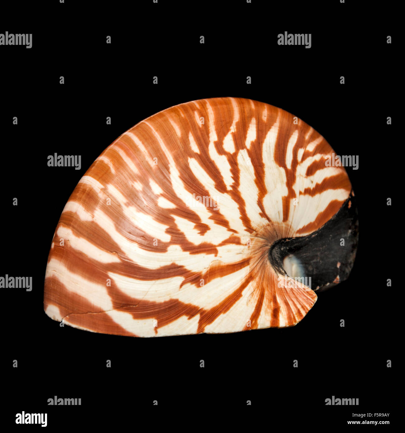 Sea shell on a black background Stock Photo - Alamy