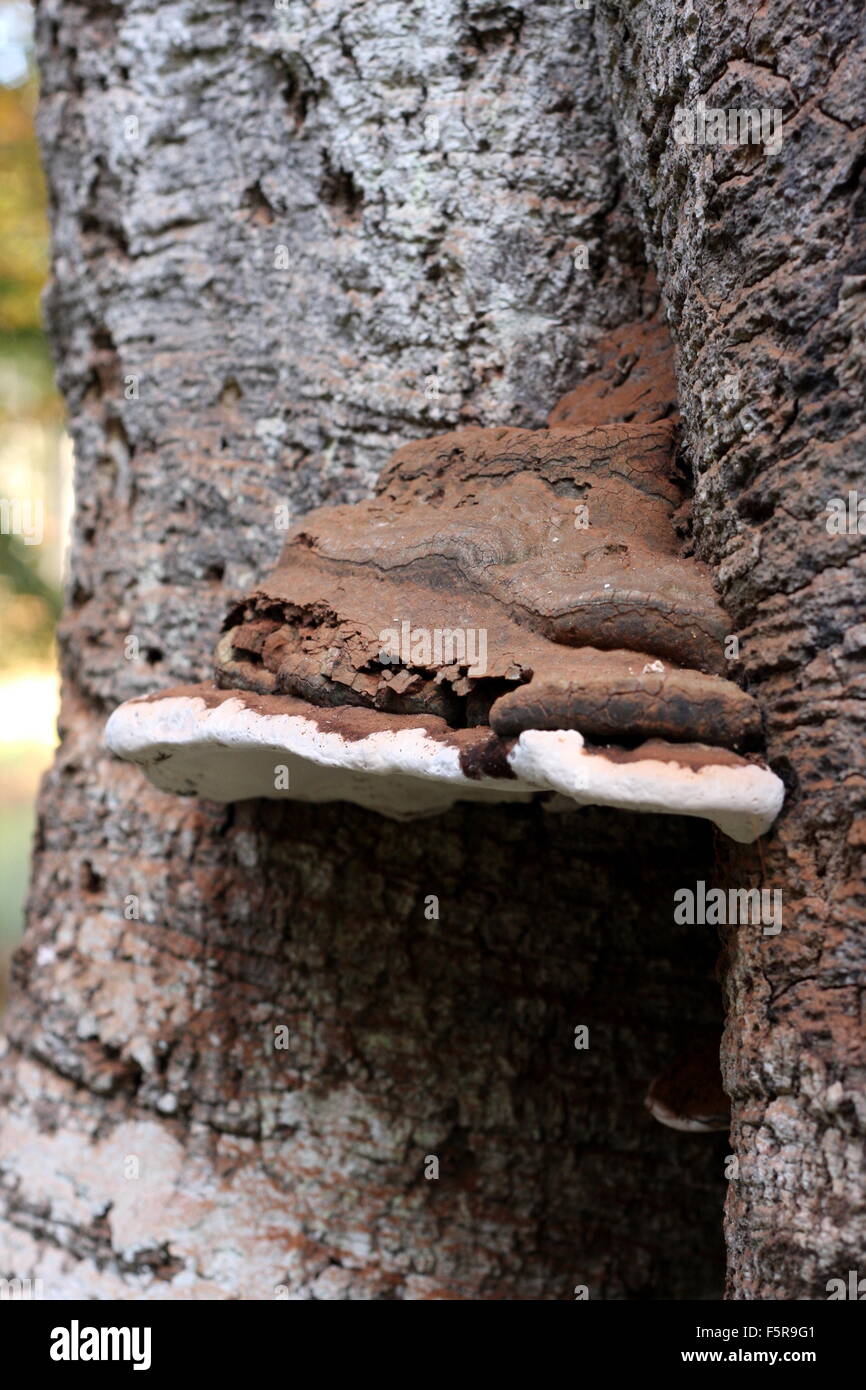 Artist Conk(Ganoderma lipsiense Stock Photo - Alamy