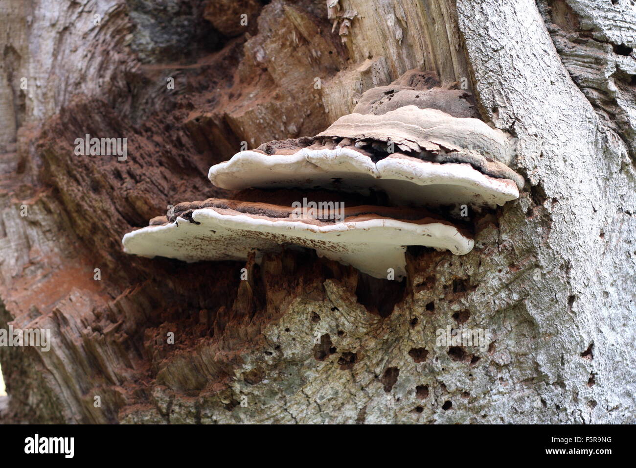 Ganoderma Lipsiense High Resolution Stock Photography and Images - Alamy