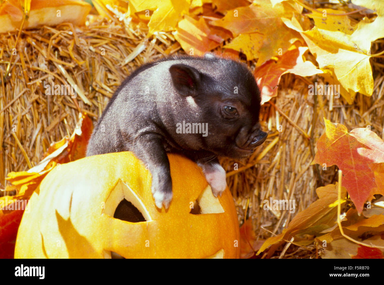 little pig in pumpkin, Missouri USA Stock Photo - Alamy