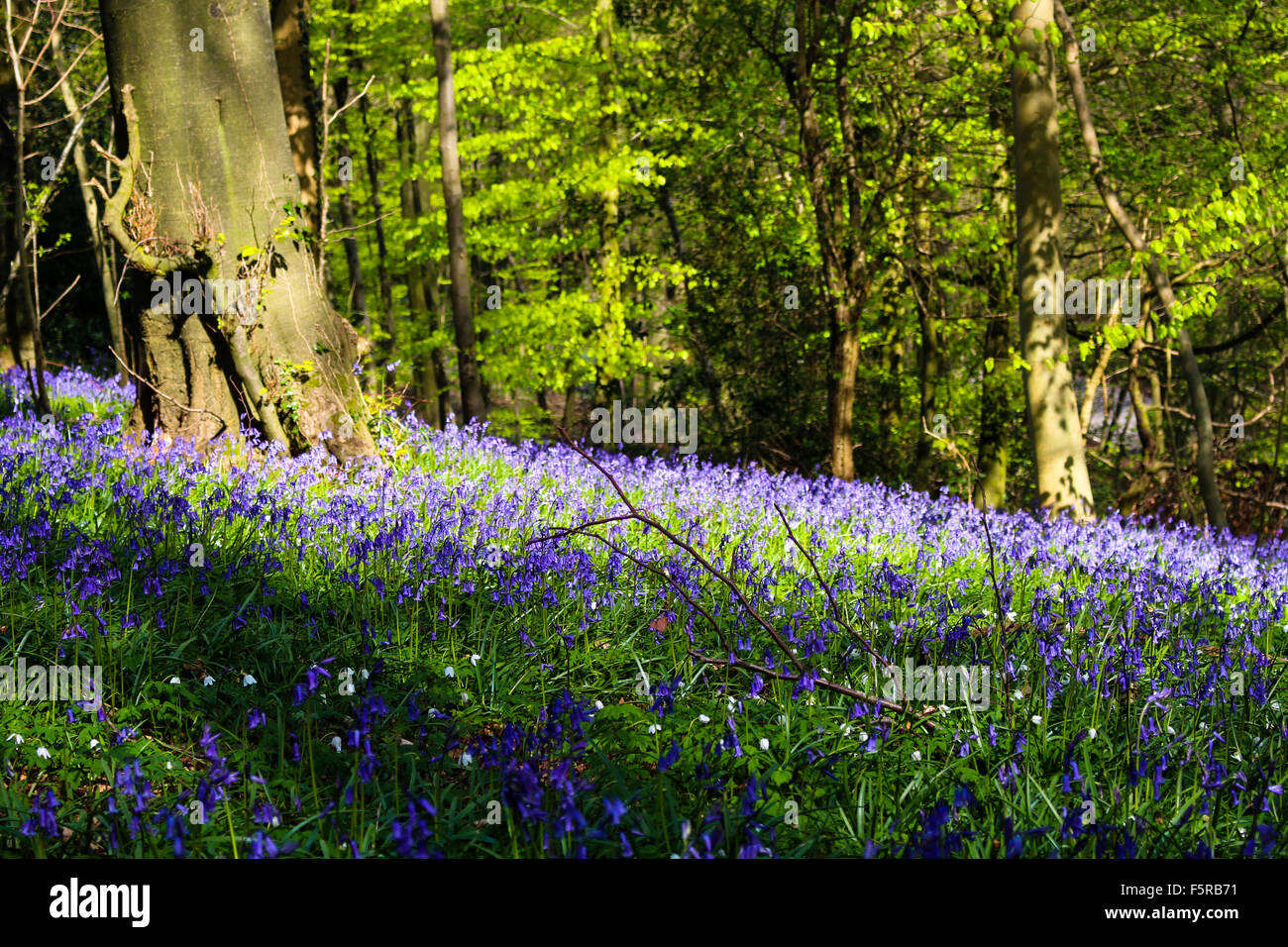 Spring bluebells in Cranham woods, Gloucestershire Stock Photo - Alamy