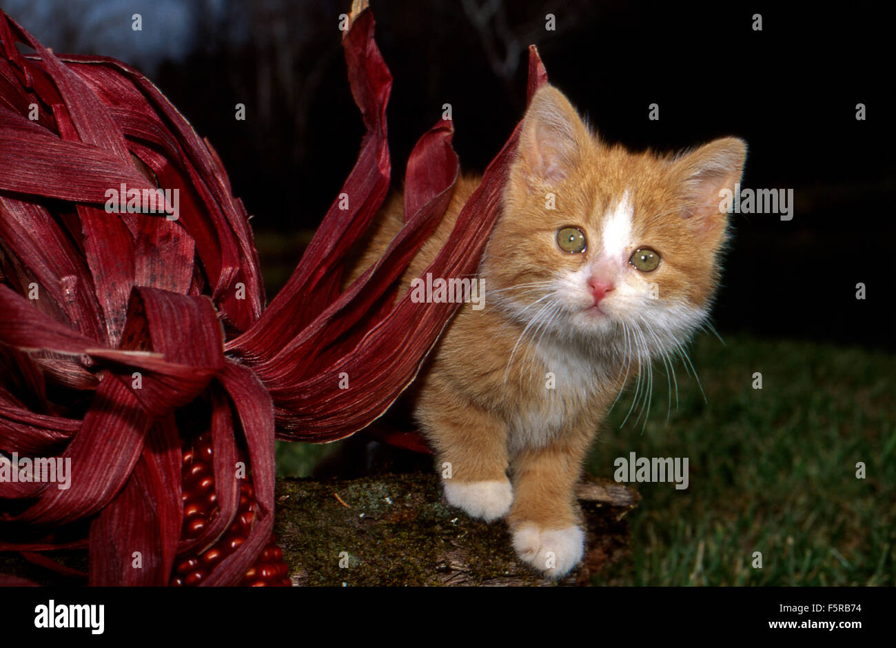 Fall kittens hi-res stock photography and images - Alamy