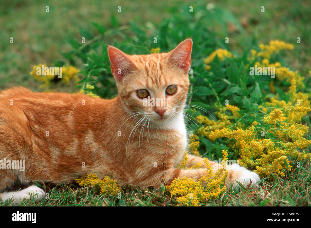 Yellow tabby cat in golden rod, Missouri Stock Photo - Alamy