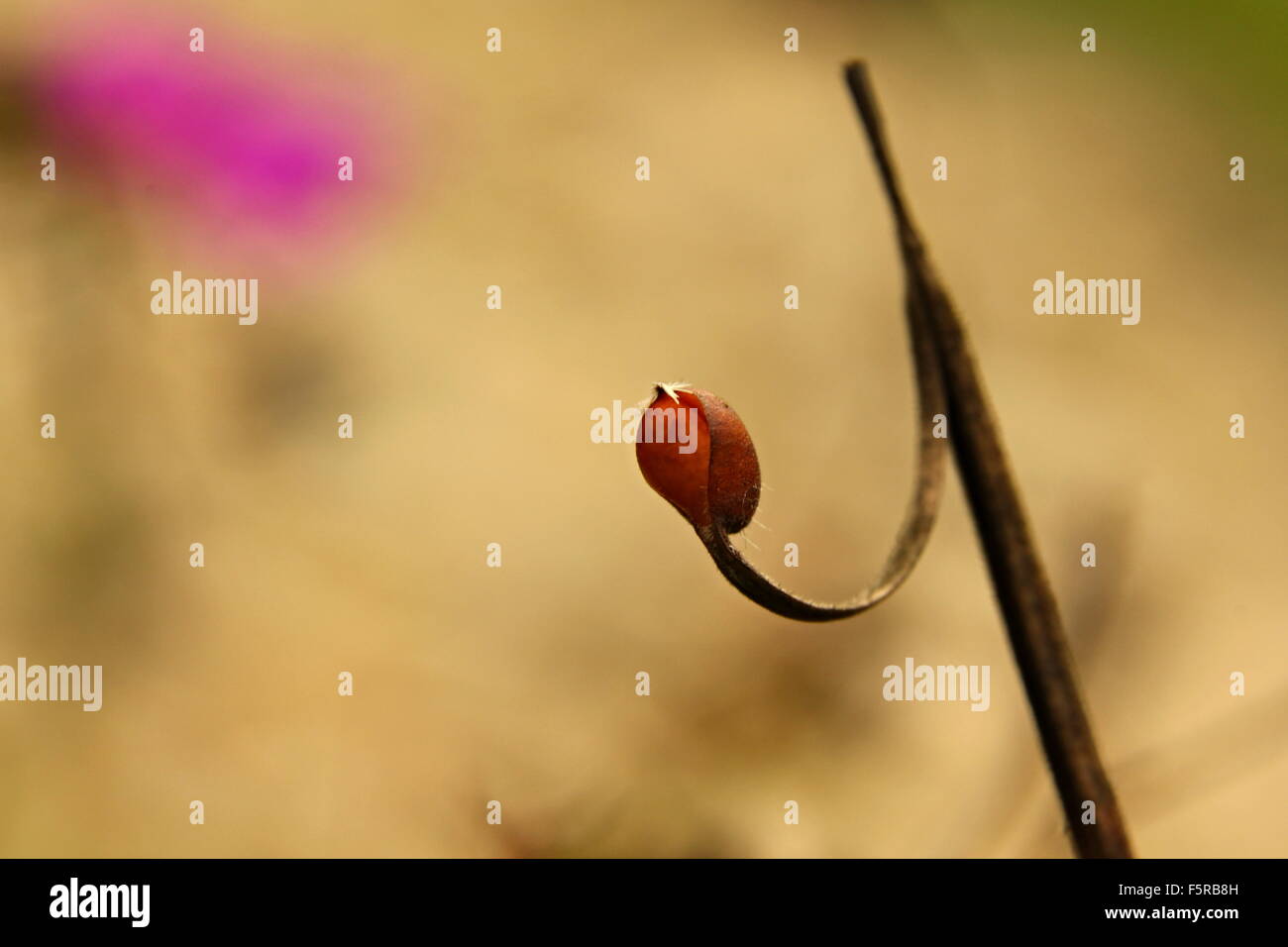 faded flower in detail (macro shot Stock Photo - Alamy