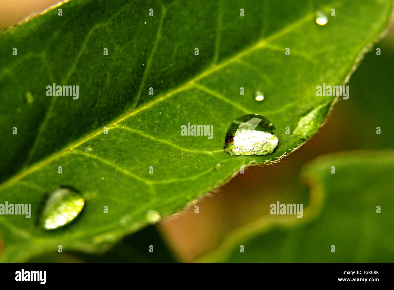 Two drops of water to the green leaf Stock Photo - Alamy