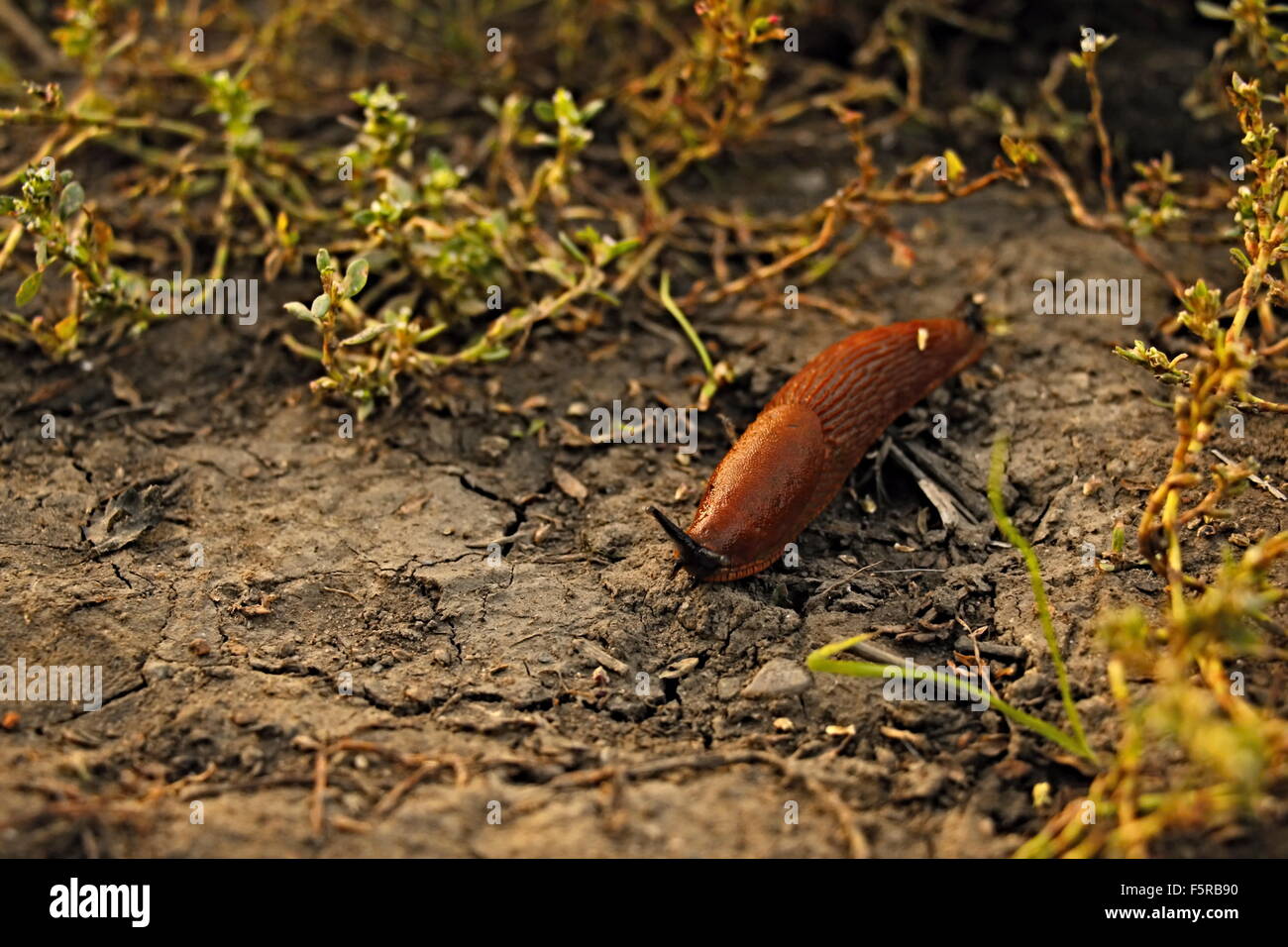 brown slug looking for food Stock Photo - Alamy