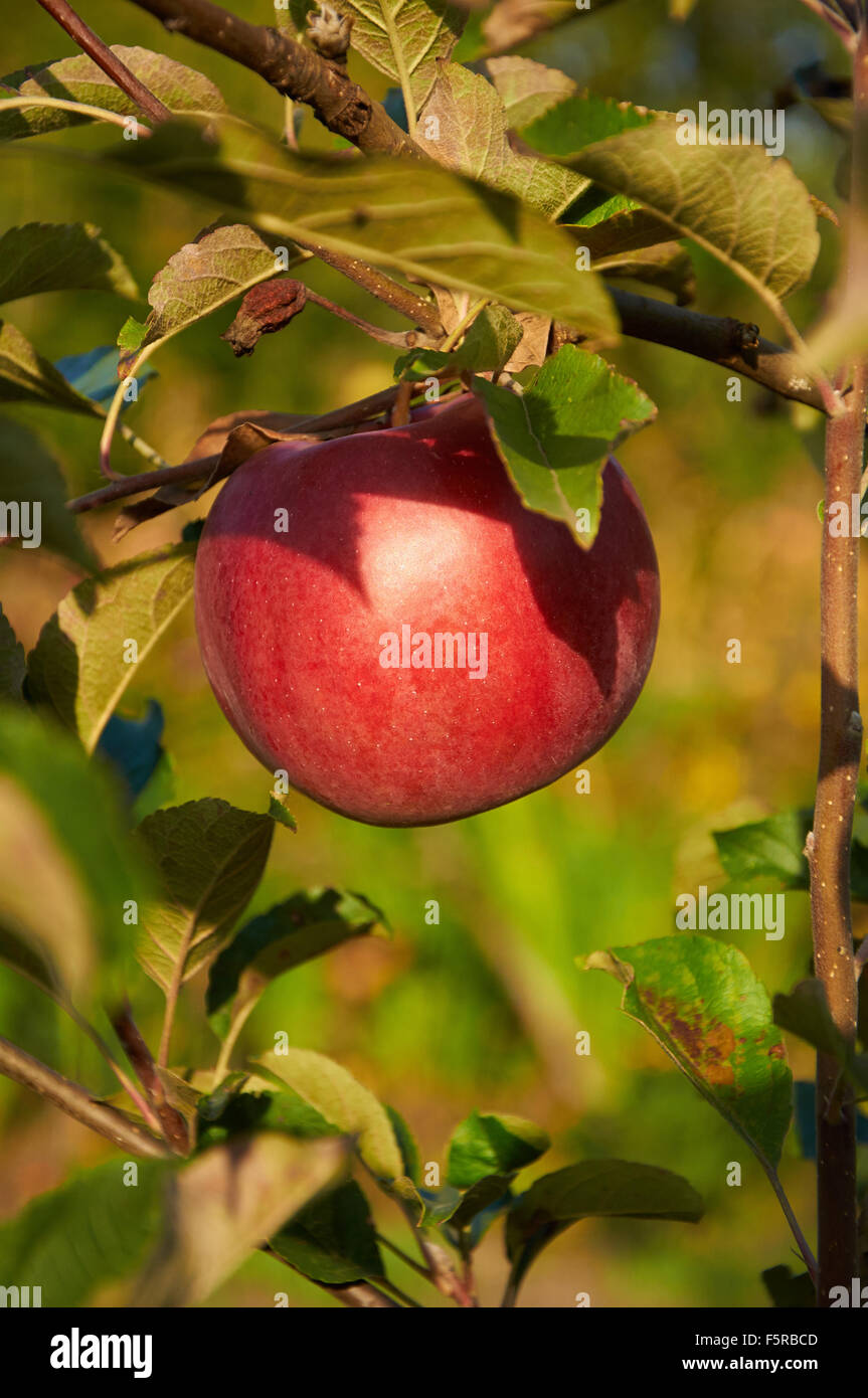 Ripe red apple on the tree in morning light Stock Photo - Alamy