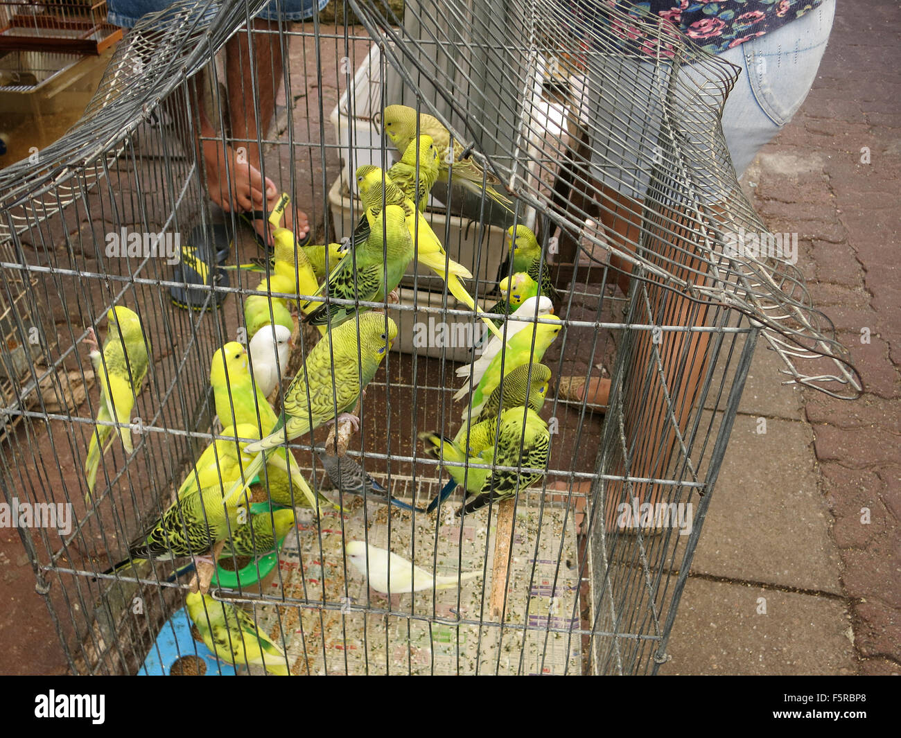 Cage and aviary bird hi-res stock photography and images - Alamy