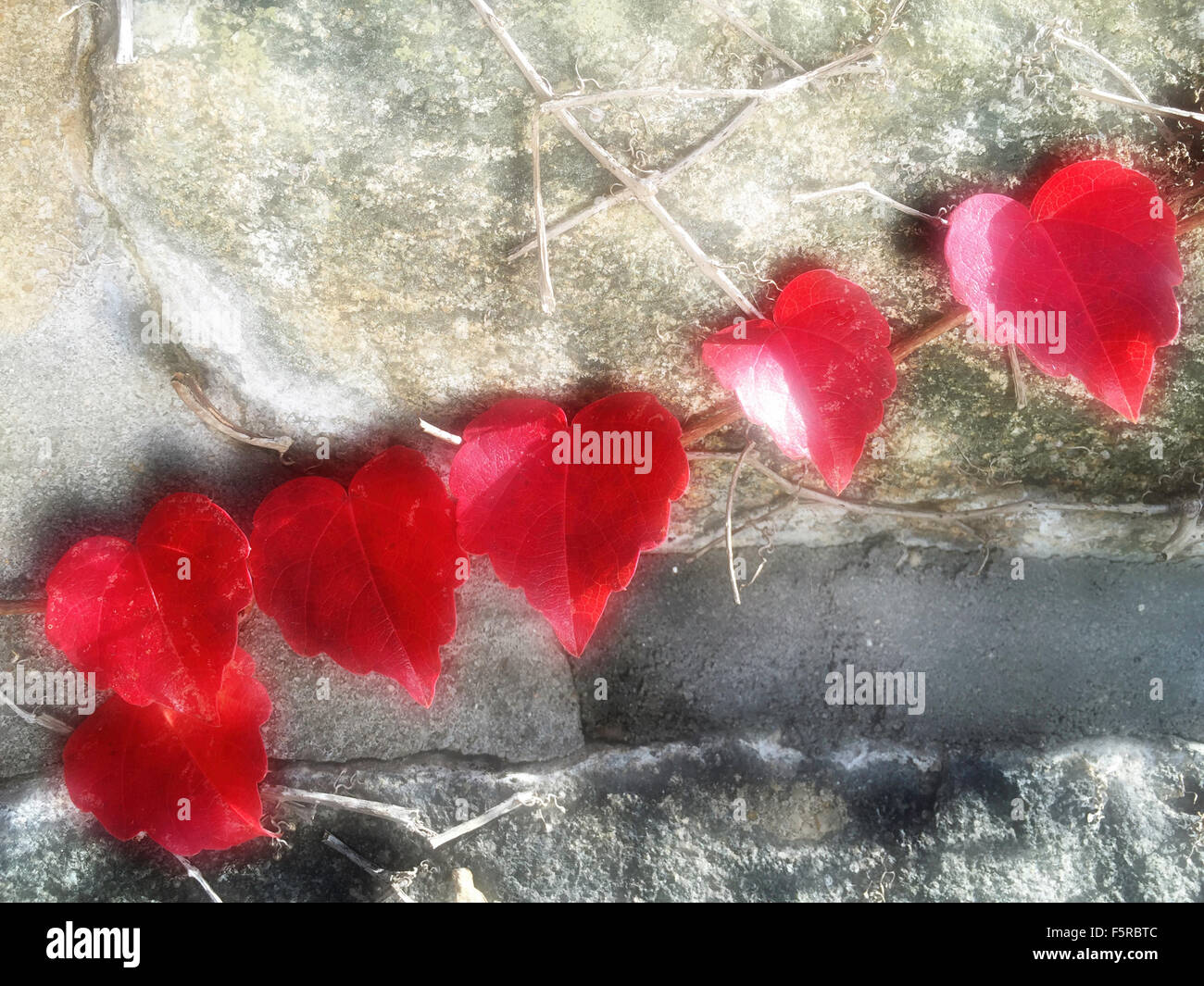 Vine heart shaped leaves hi-res stock photography and images - Alamy