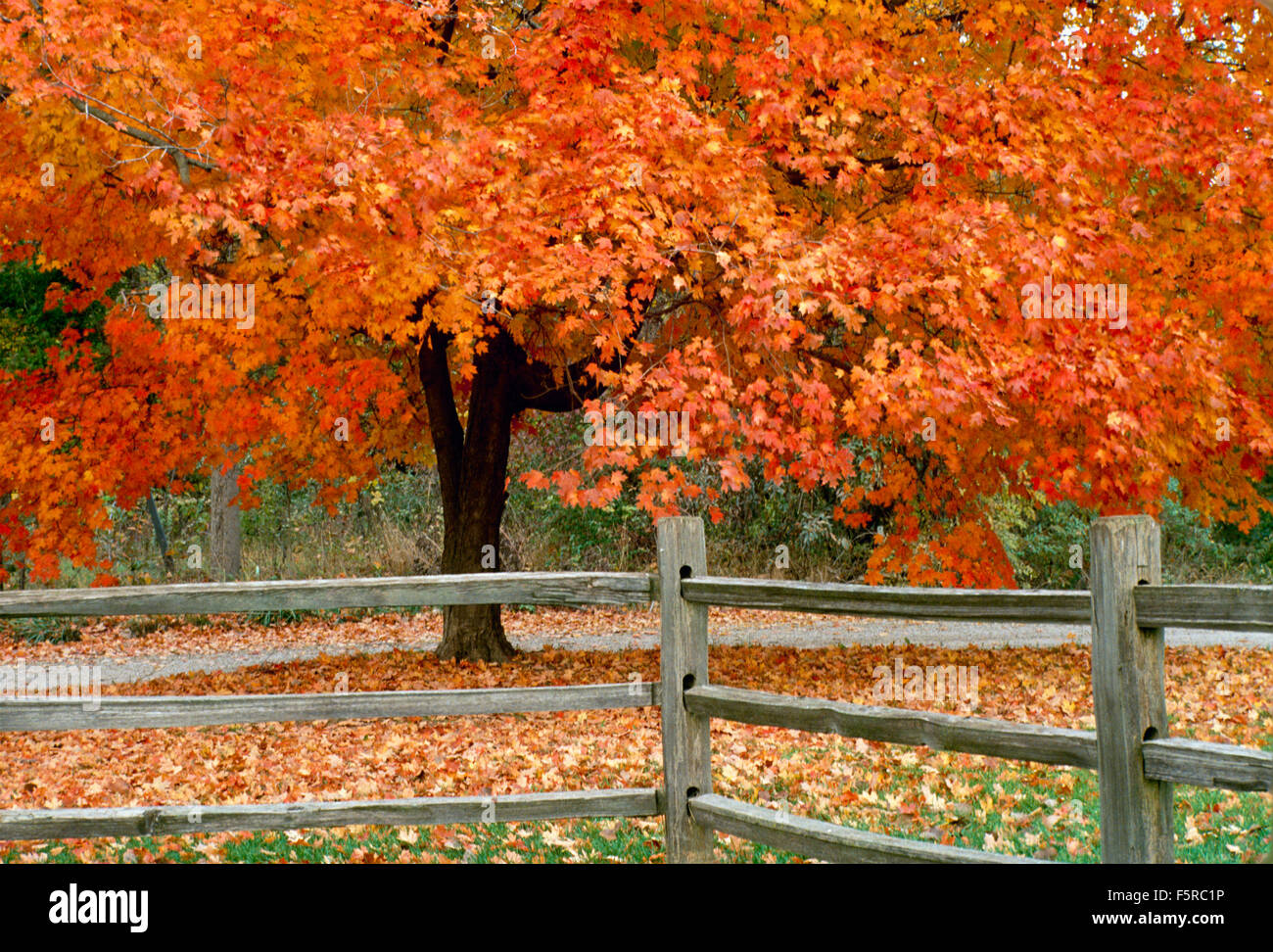 Beautiful orange oak tree stands in fall field, Missouri Stock Photo ...