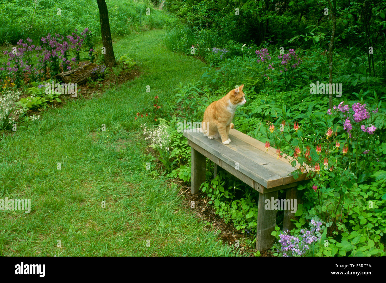 Bench garden animal hi-res stock photography and images - Alamy