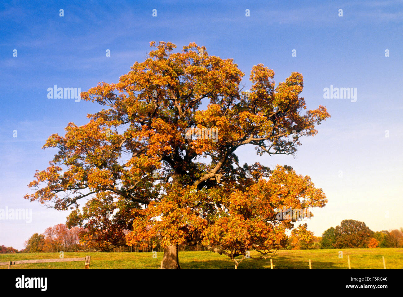 Beautiful orange oak tree stands in fall field, Missouri Stock Photo ...