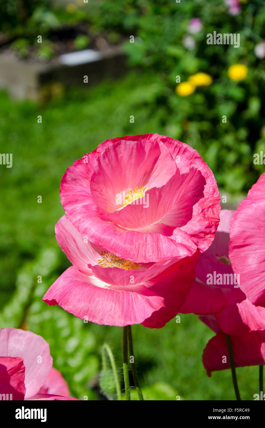 Poppies british columbia hi-res stock photography and images - Alamy