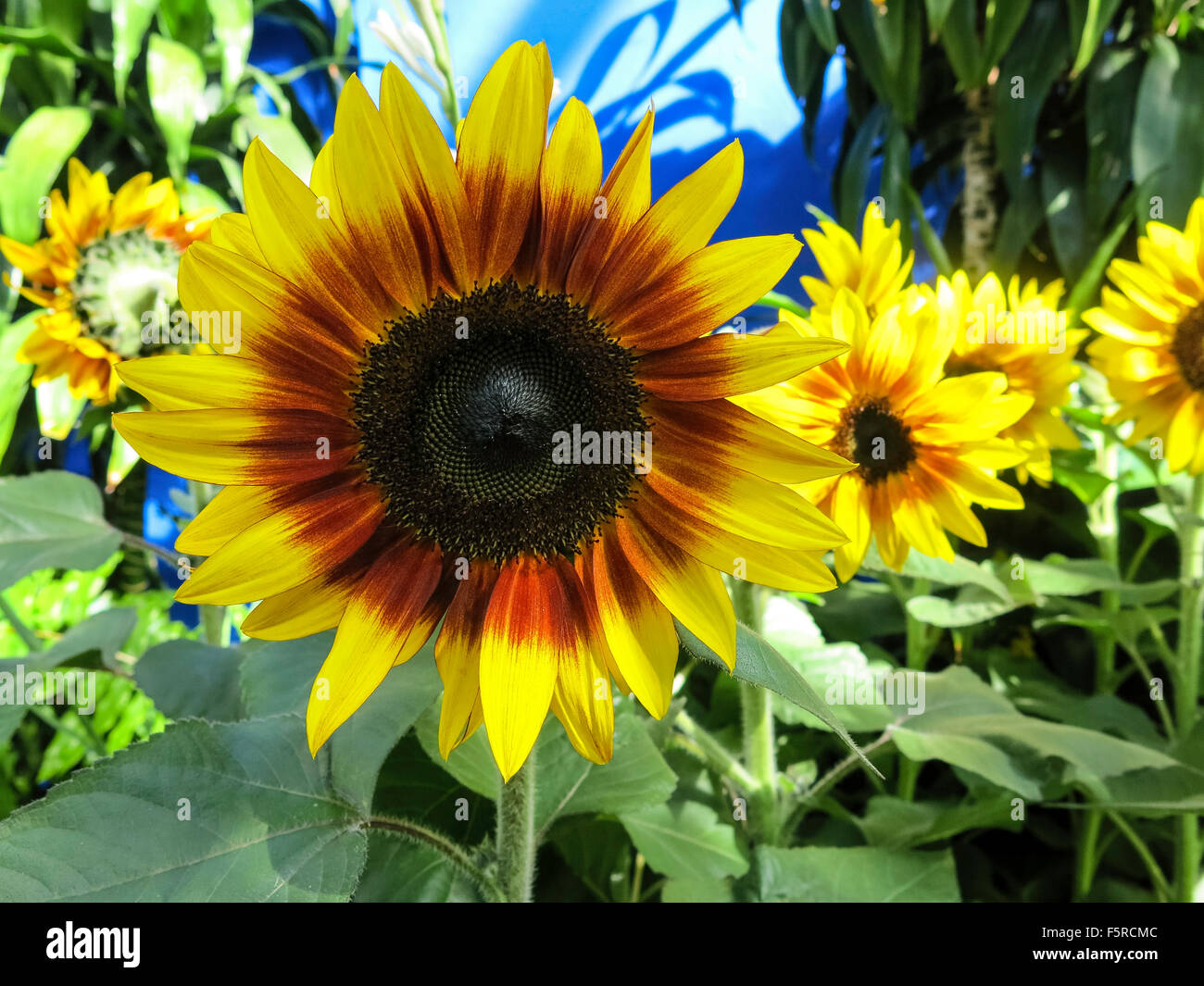 Close-up of Sunflower, USA Stock Photo - Alamy