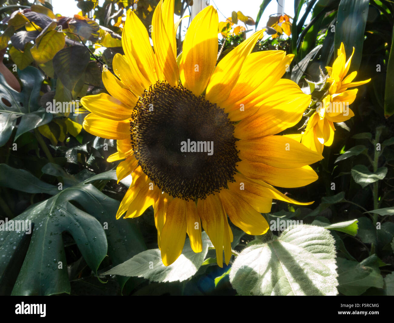 Close-up of Sunflower, USA Stock Photo - Alamy
